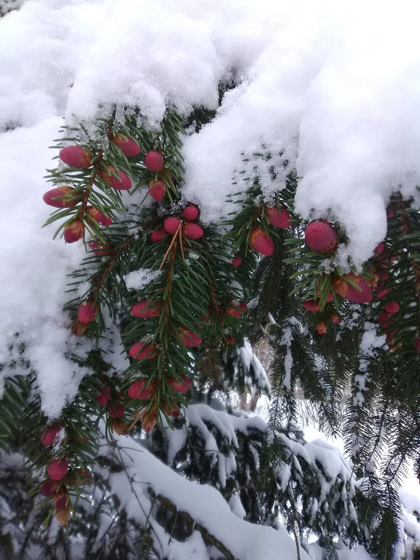 The Silent Muse | Asperger's & Autism Forum