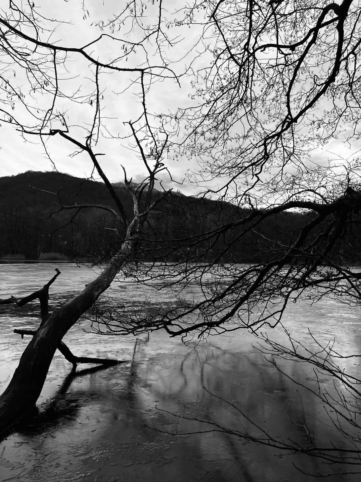 The elegance of the fog | Asperger's & Autism Forum