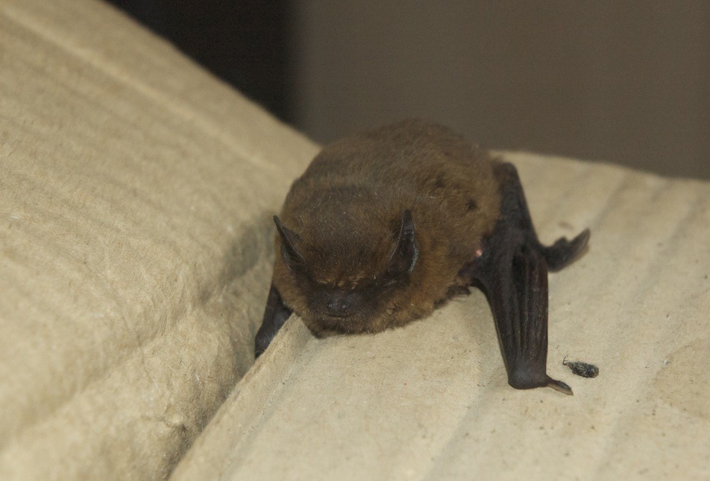 Bats!!! | Asperger's & Autism Forum