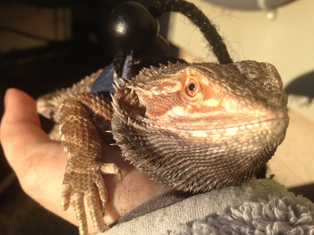 Lizard on Leash | Asperger's & Autism Forum