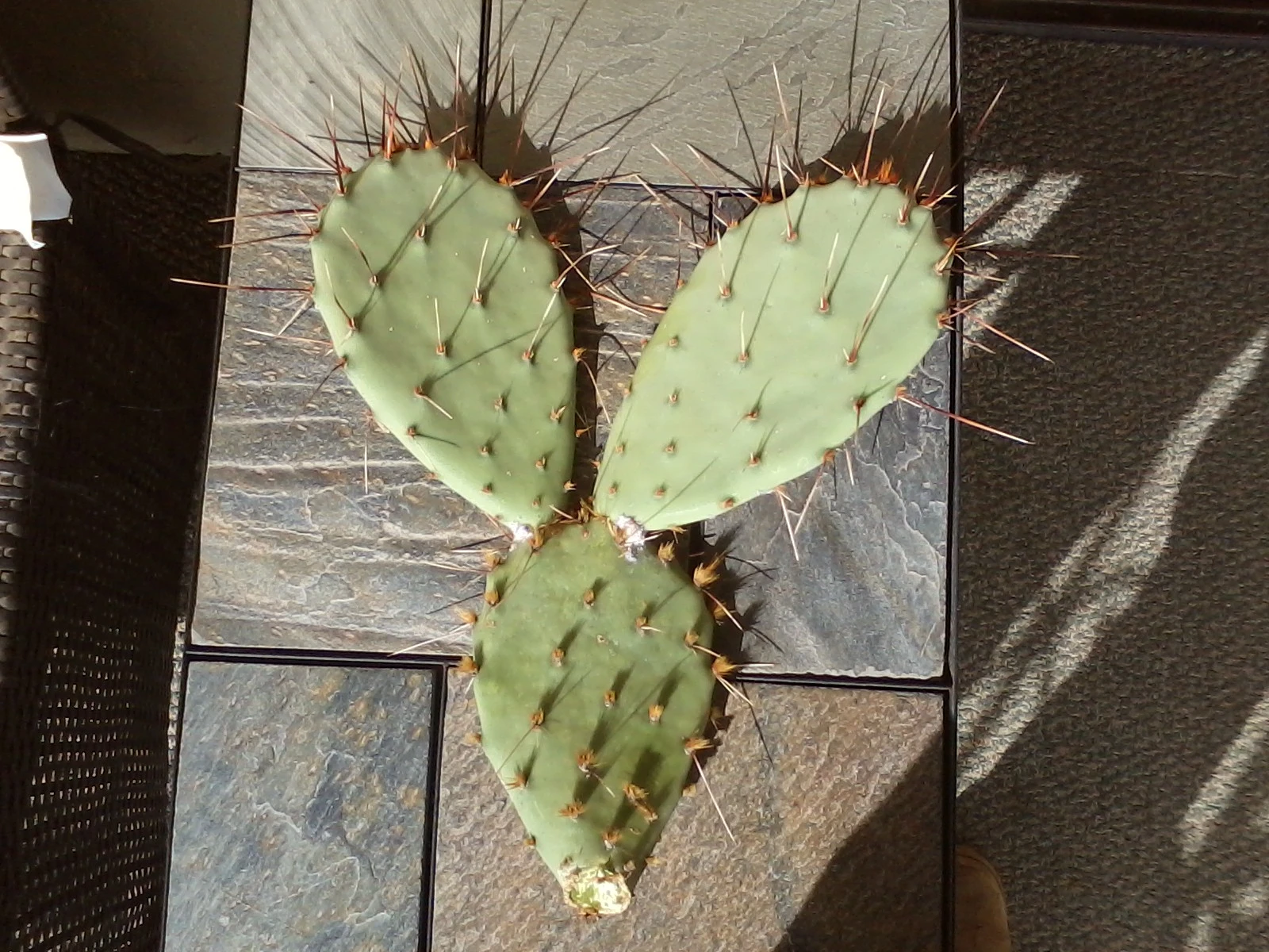 mickey mouse cactus | Asperger's & Autism Forum